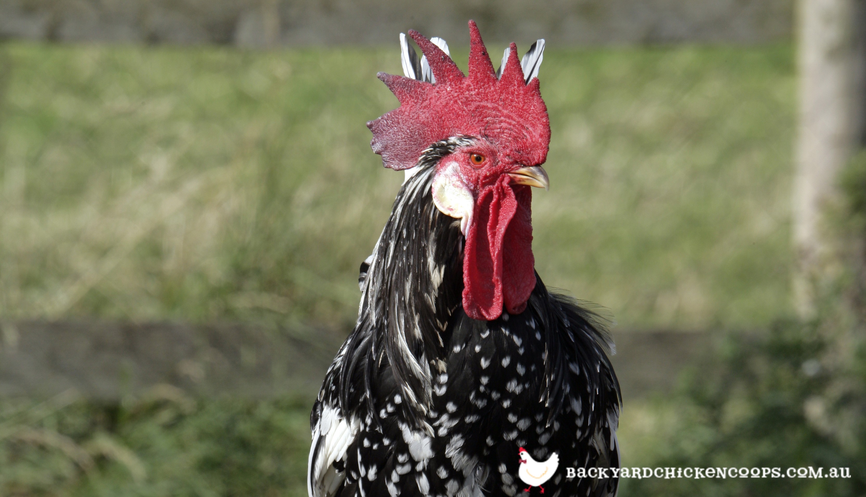 Ancona Chicken Breed Profile