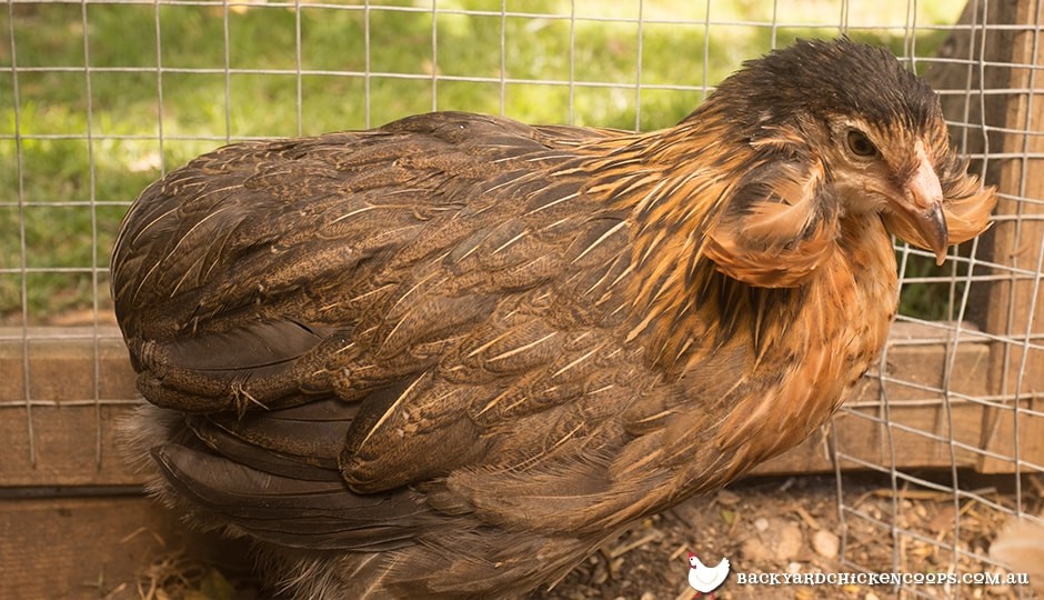 Araucana Chicken Breed Profile - Easily Integrated Chicken