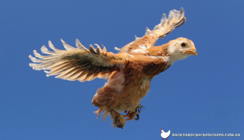 Can Chickens Fly?