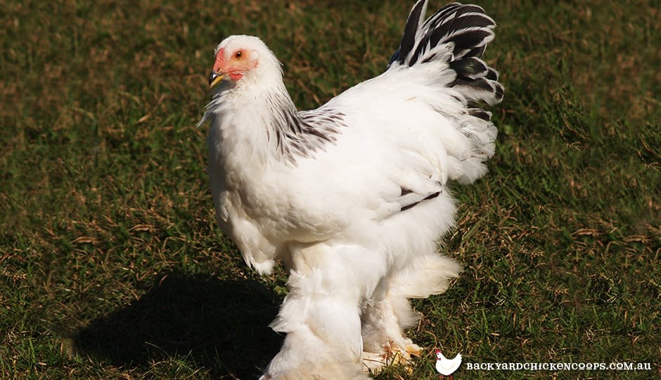 Top 5 Best Bantam Chickens For Egg Laying - Chicken Houses