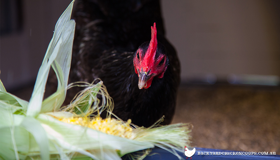What to Add to Your Chicken Feed