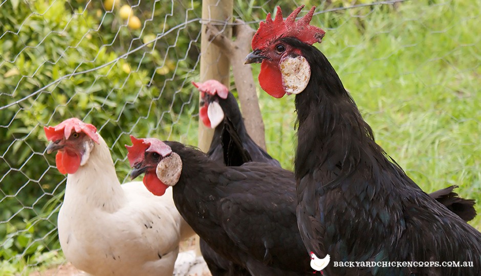 5 Reasons to Love Minorca Chickens