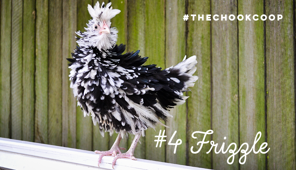 The Top 5 Cutest Chicken Breeds